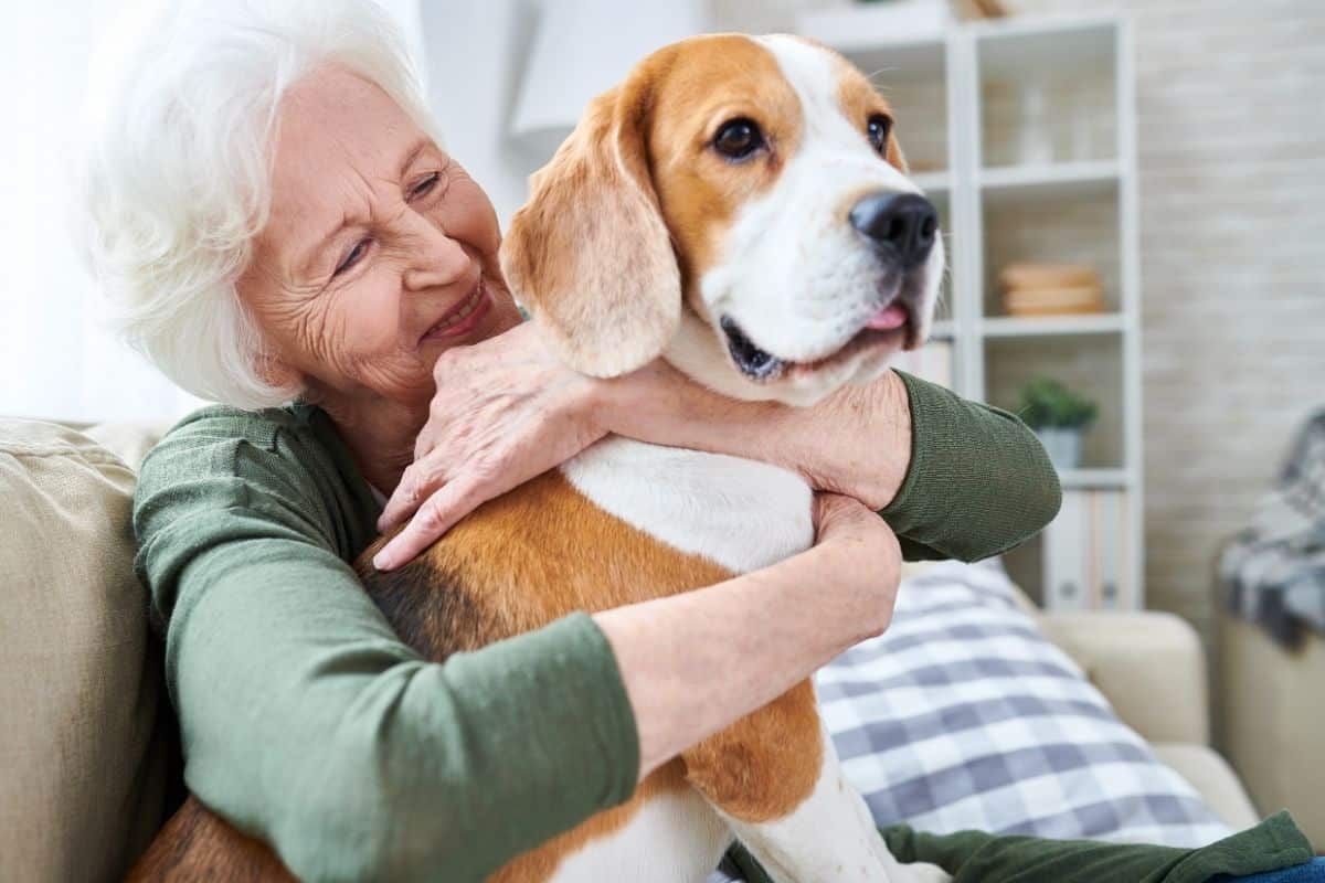 Strata Pets Living In Apartments Can I Own A Dog Cat In An Apartment Strata Pets Living In Apartments Can I Own A Dog Cat In An Apartment