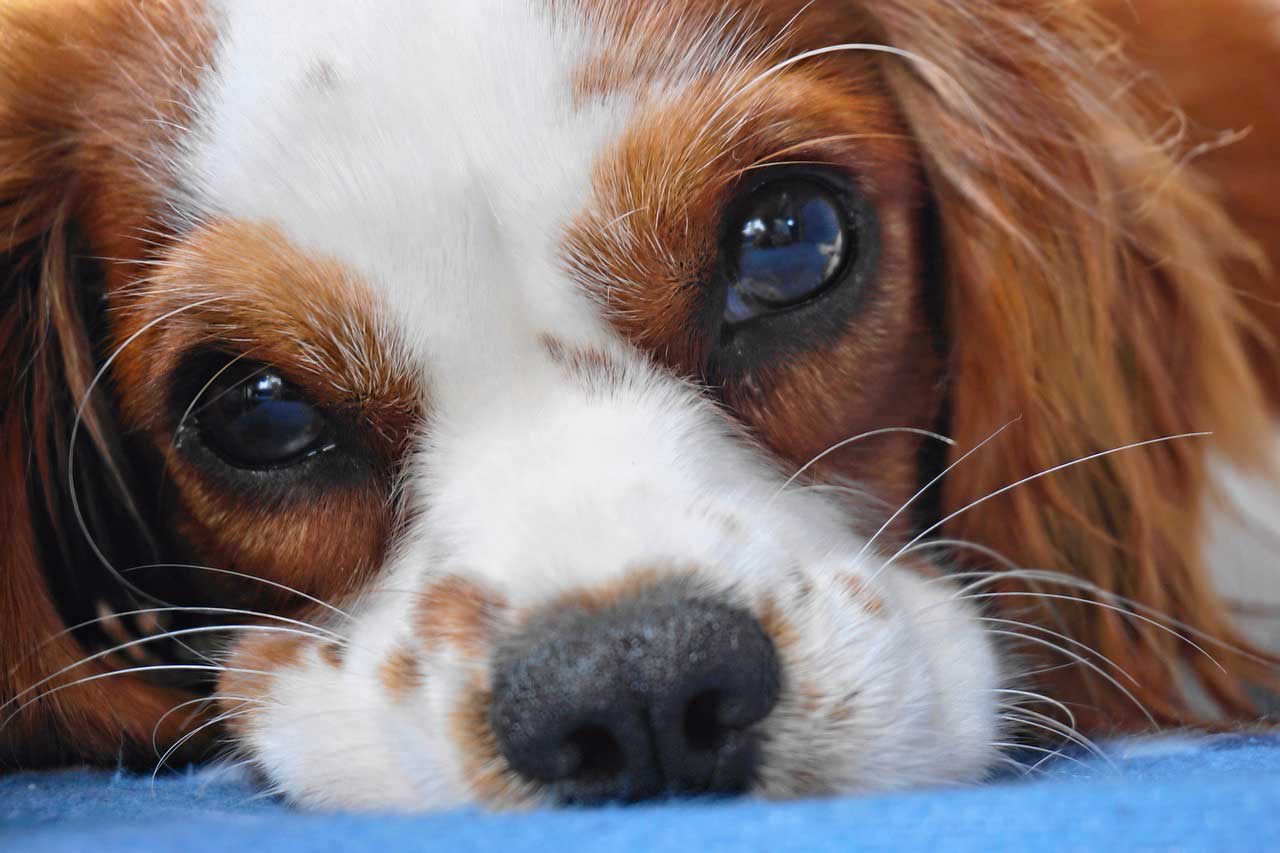 NSW Confirmed The Tribunal Will Overrule Strata Pet Bans NSW Confirmed The Tribunal Will Overrule Strata Pet Bans
